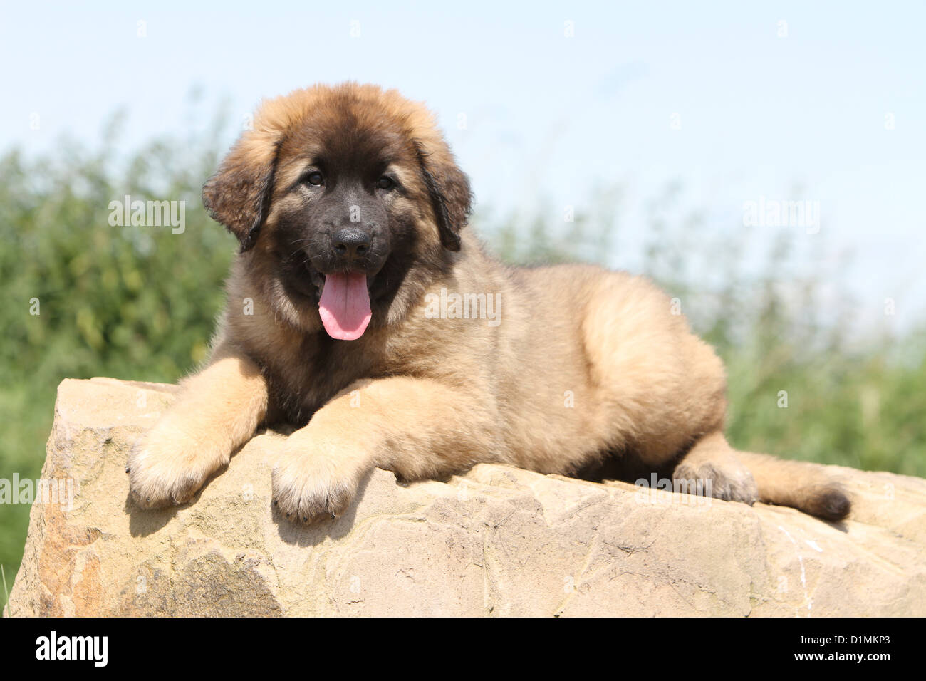 Leonberger Con Bebe