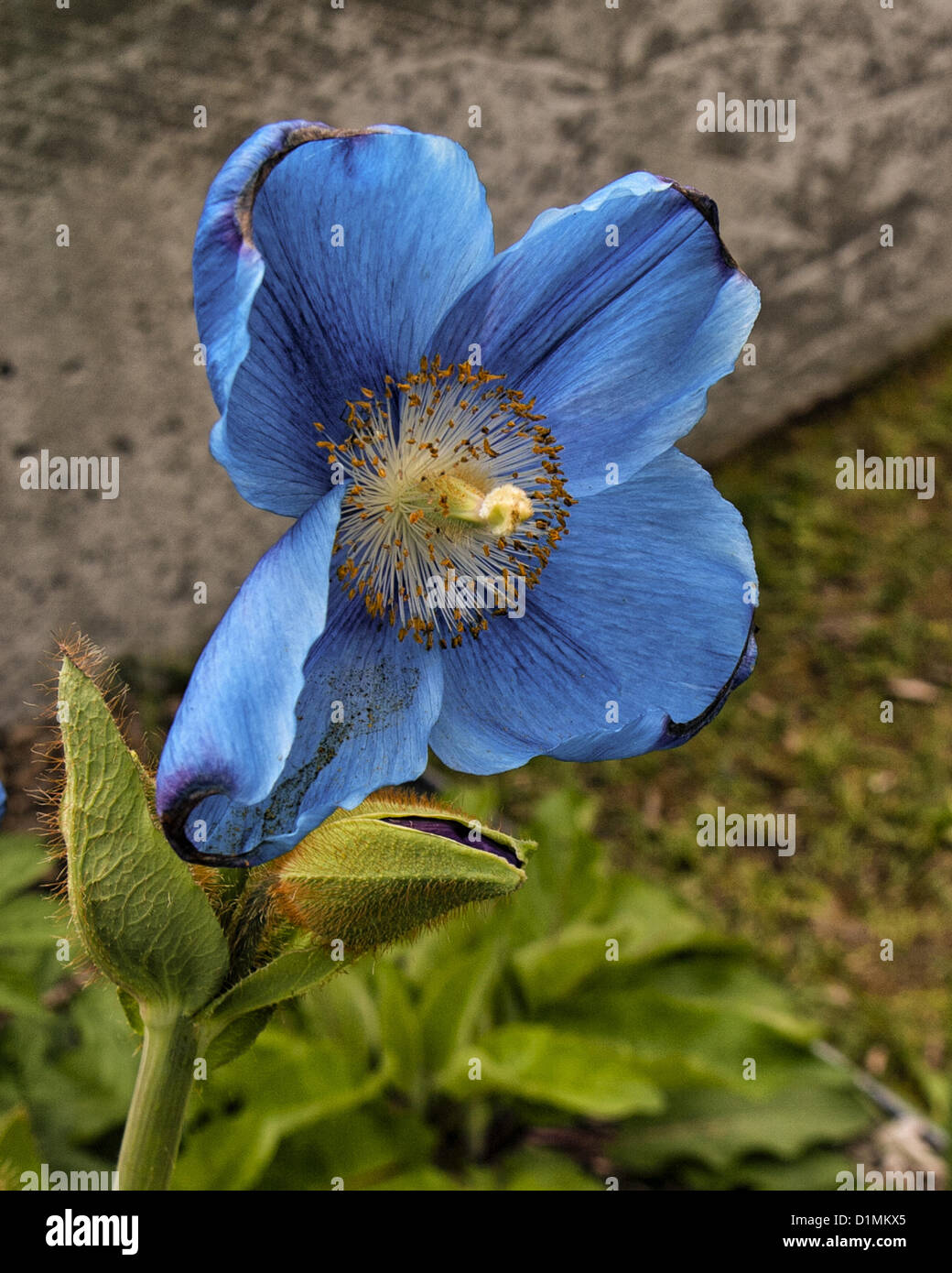 Alaska poppy hi-res stock photography and images - Alamy