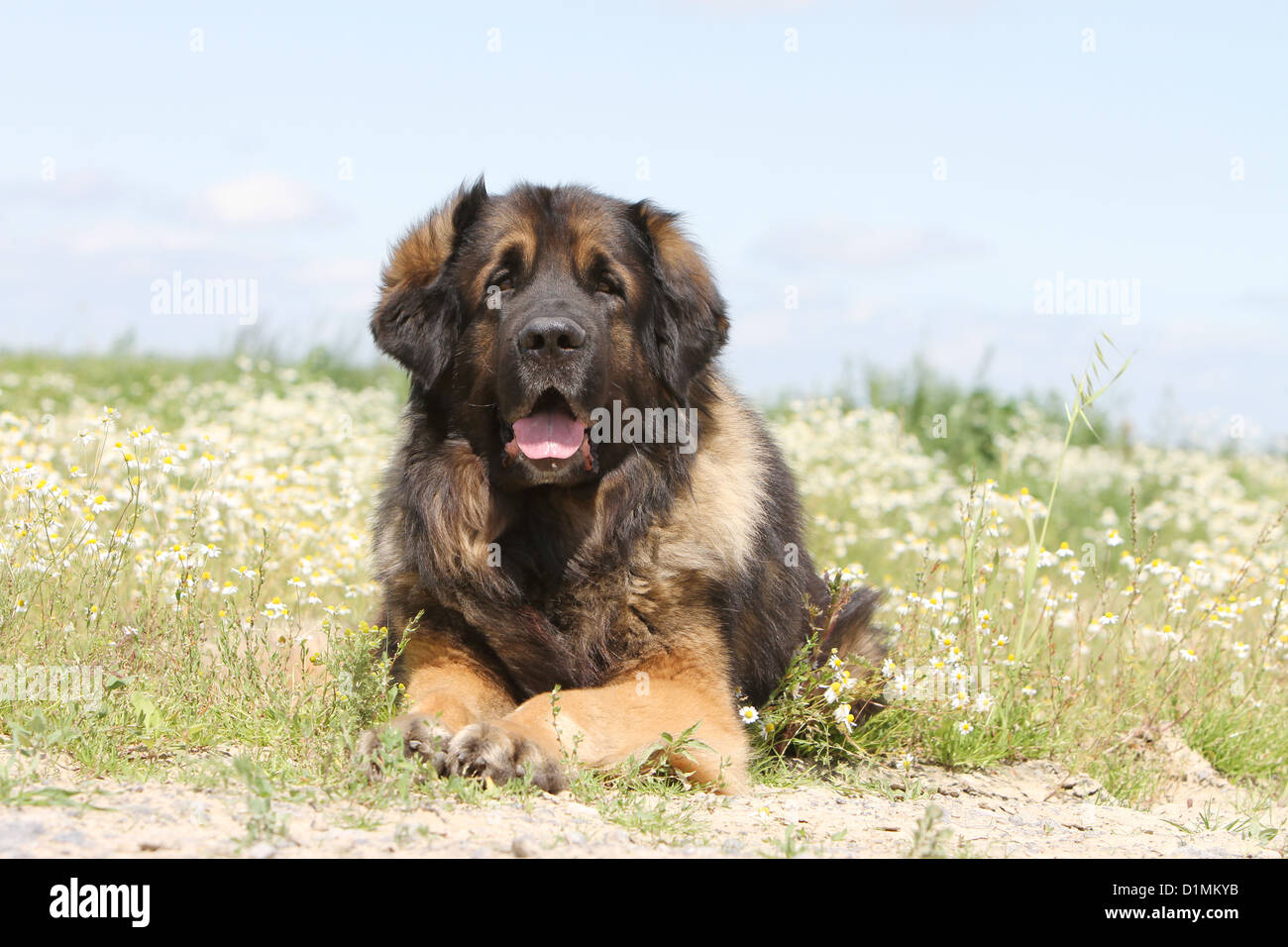 Leonberger lion dogs hi-res stock photography and images - Alamy
