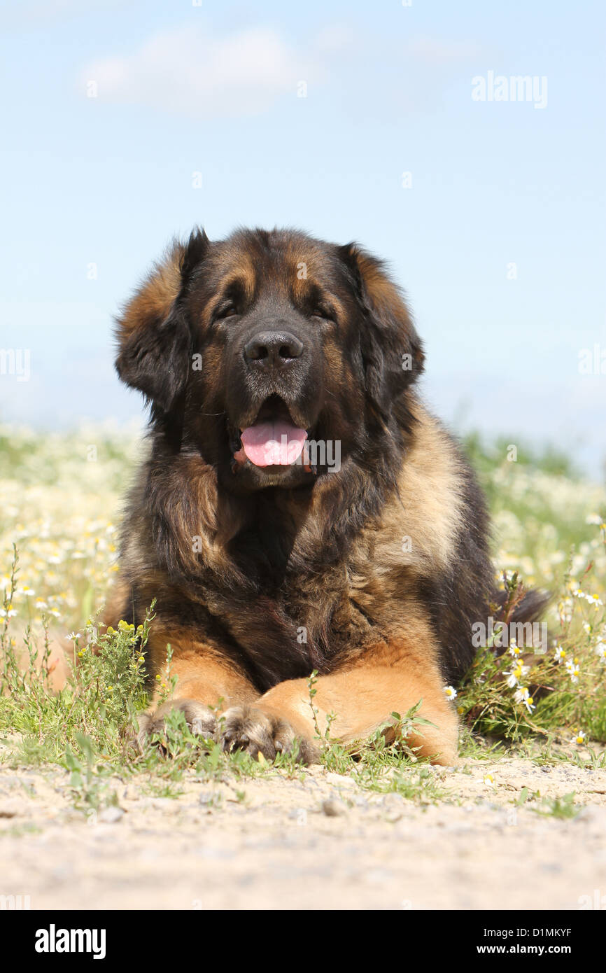 Leonberger lion dogs hi-res stock photography and images - Alamy