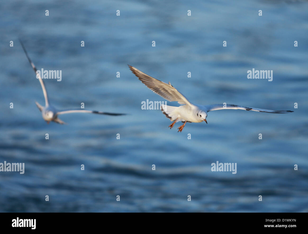 Birds in flight Stock Photo - Alamy