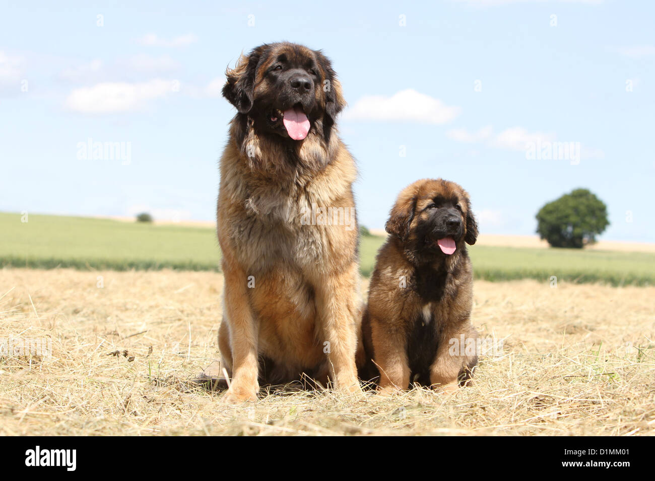 Leonberger With Baby