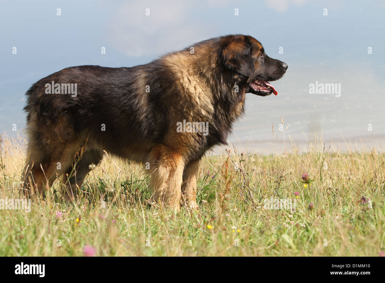 Dog Leonberger adult standard profile in a meadow Stock Photo - Alamy