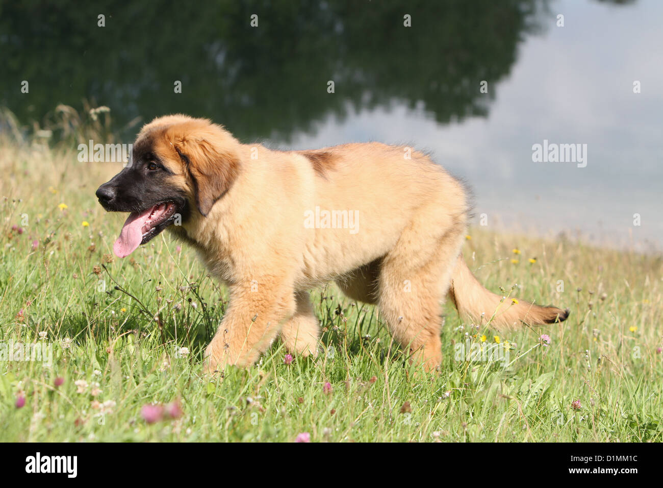 Leonberger With Baby