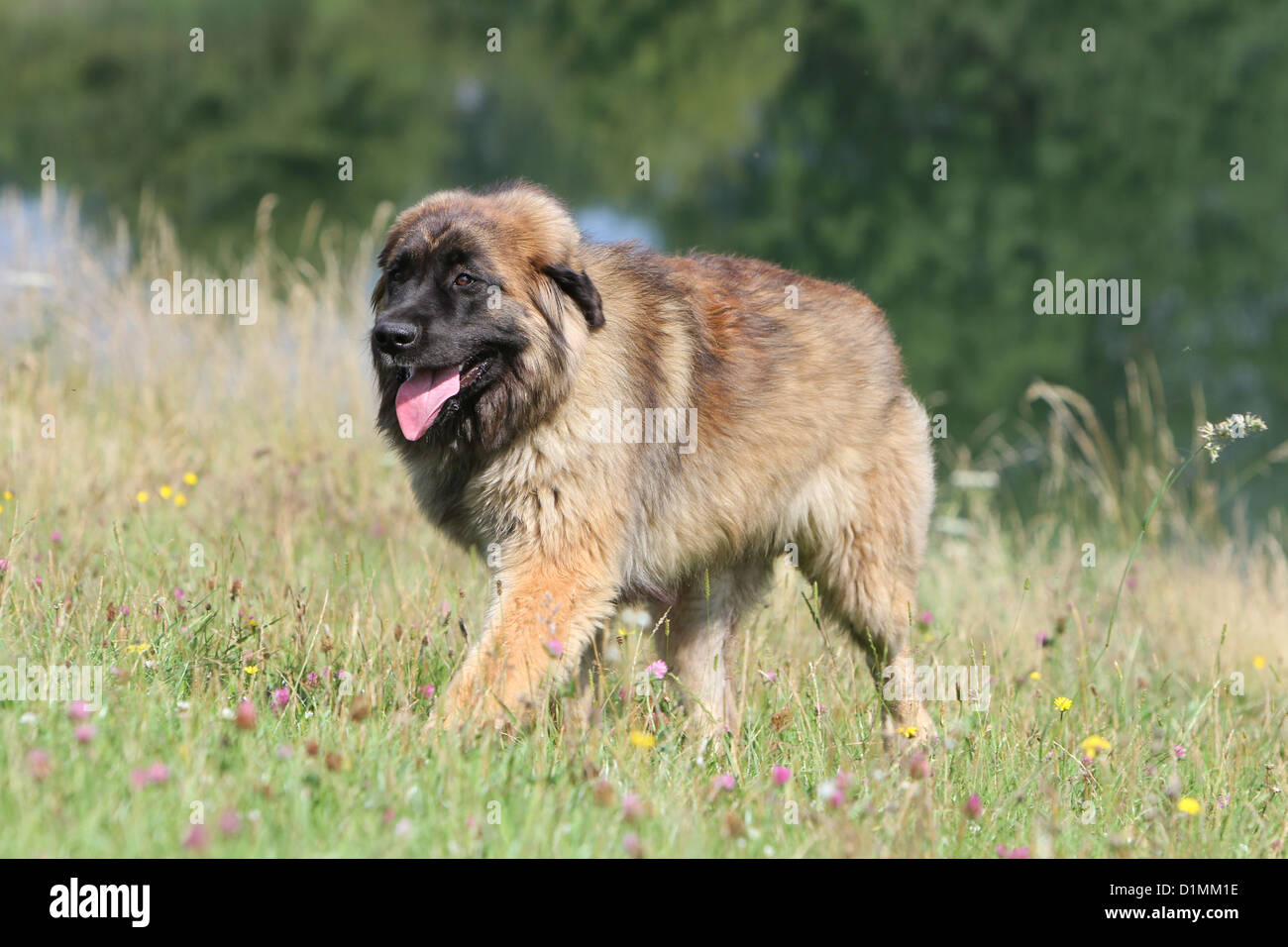 Leonberger lion dogs hi-res stock photography and images - Alamy