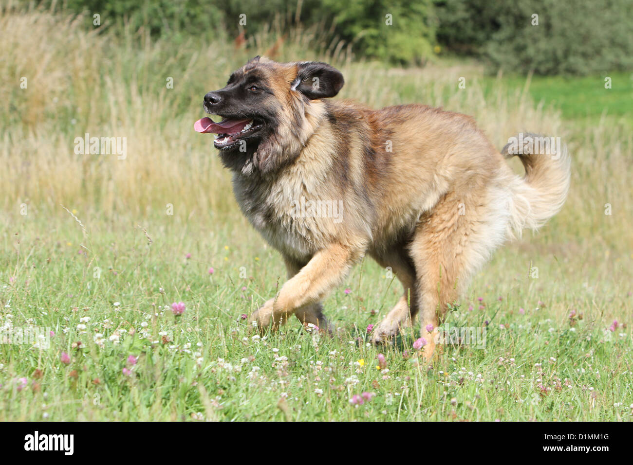 Dog Leonberger adult running in a meadow Stock Photo - Alamy