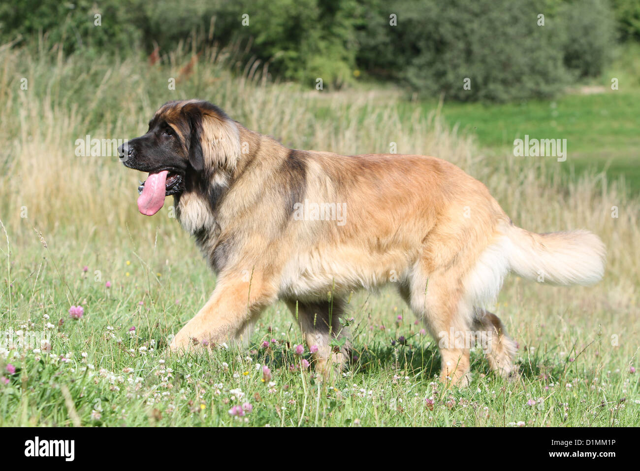 Dog Leonberger adult running in a meadow Stock Photo - Alamy