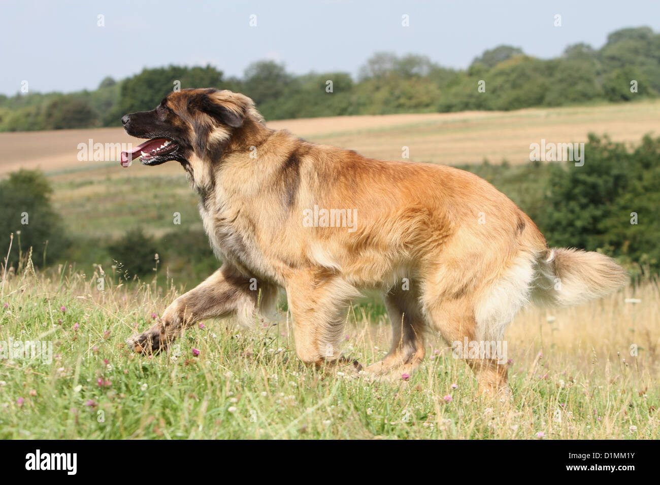 Leonberger lion dogs hi-res stock photography and images - Alamy