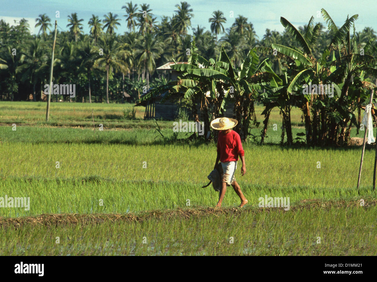 Farmer in a rice paddy field in the Philippines Stock Photo - Alamy