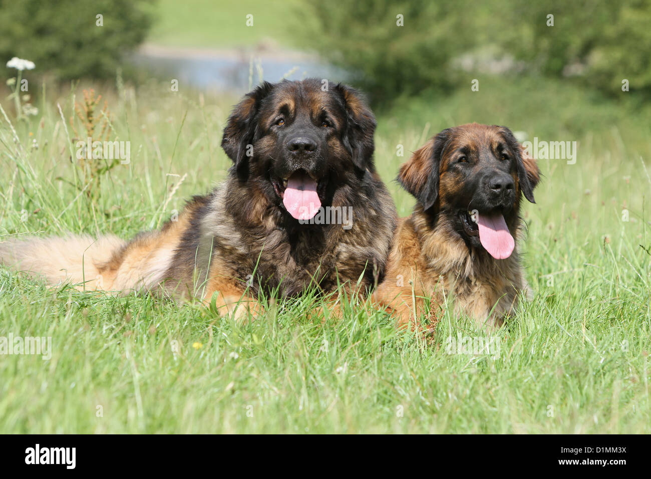 Female leonberger hi-res stock photography and images - Alamy