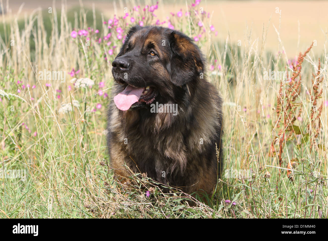 Leonberger lion dogs hi-res stock photography and images - Alamy