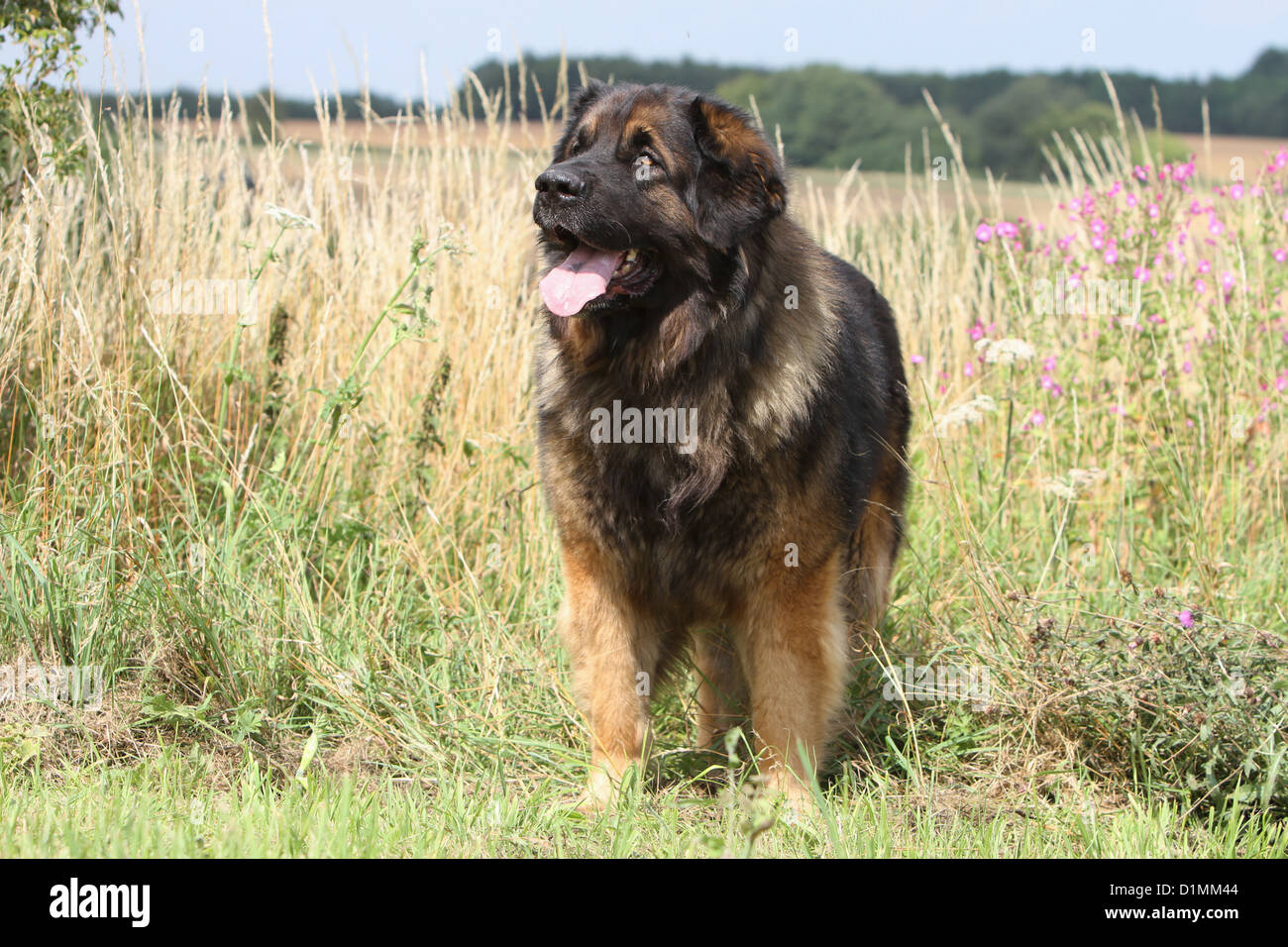 Leonberg High Resolution Stock Photography and Images - Alamy