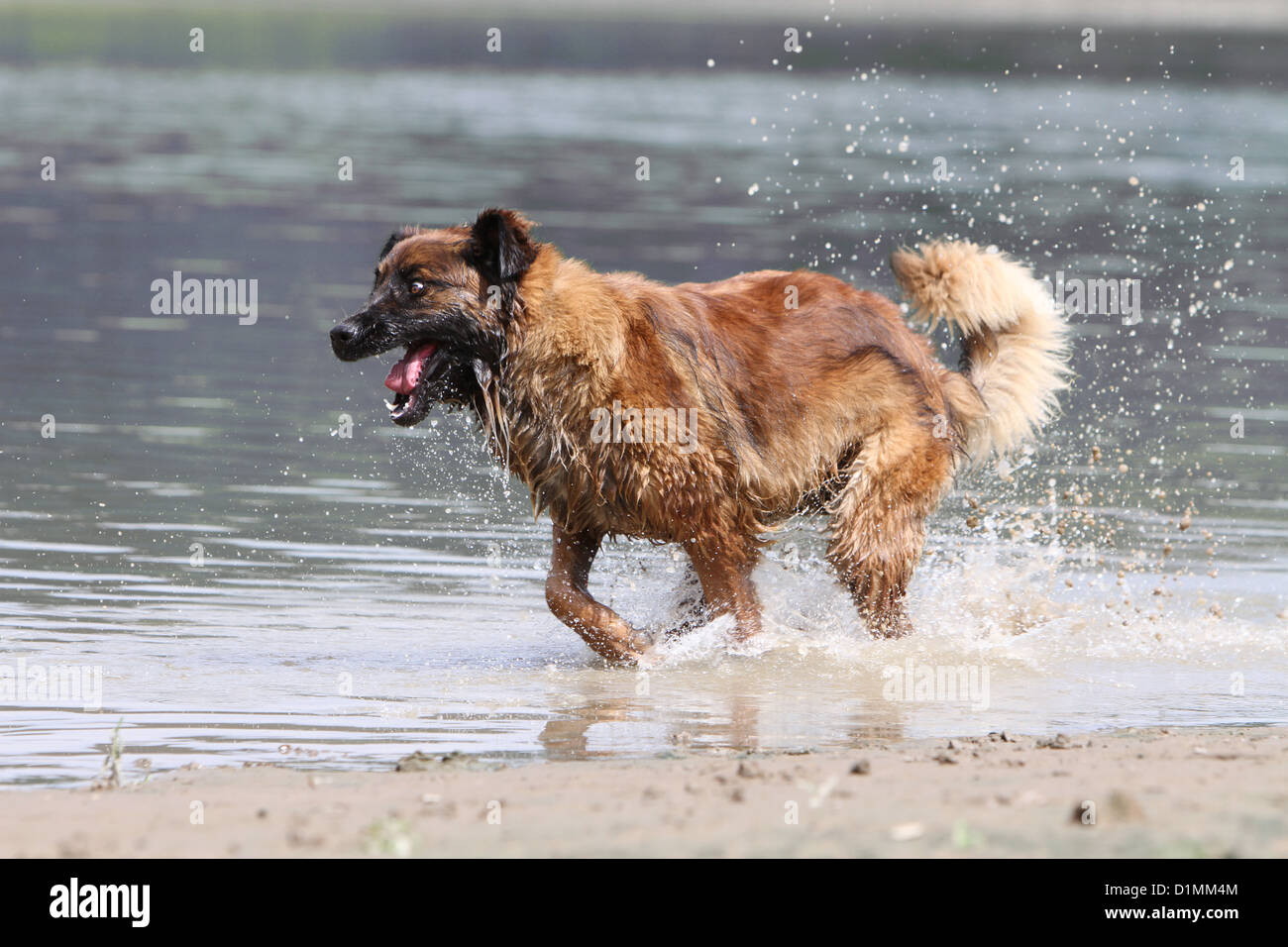 Dog Leonberger adult running in a lake Stock Photo - Alamy