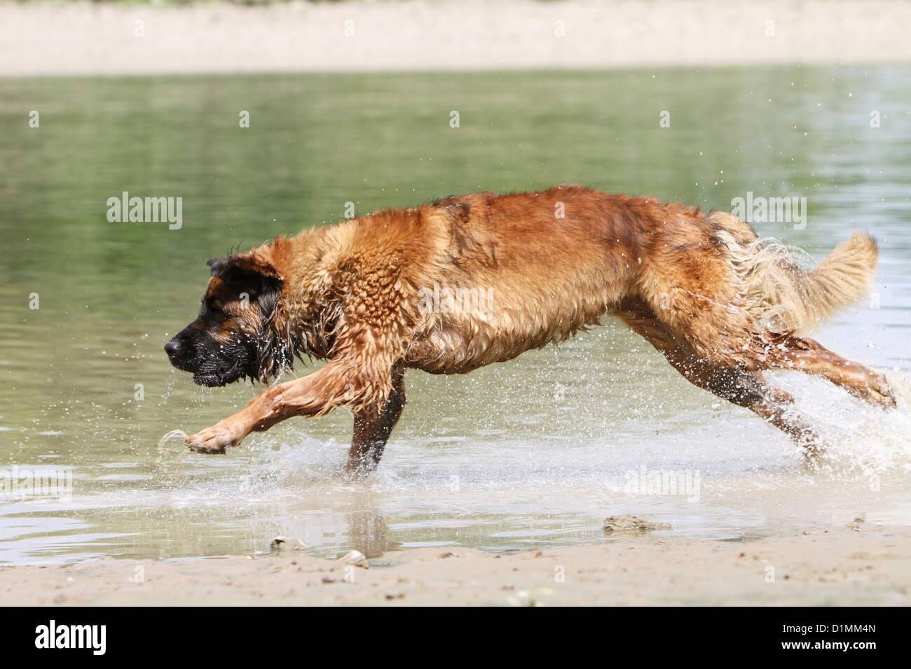 Dog Leonberger adult running in a lake Stock Photo - Alamy