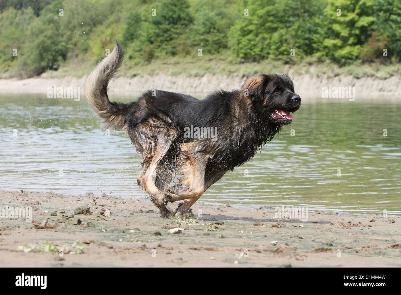 Dog Leonberger adult running to edge of a lake Stock Photo - Alamy