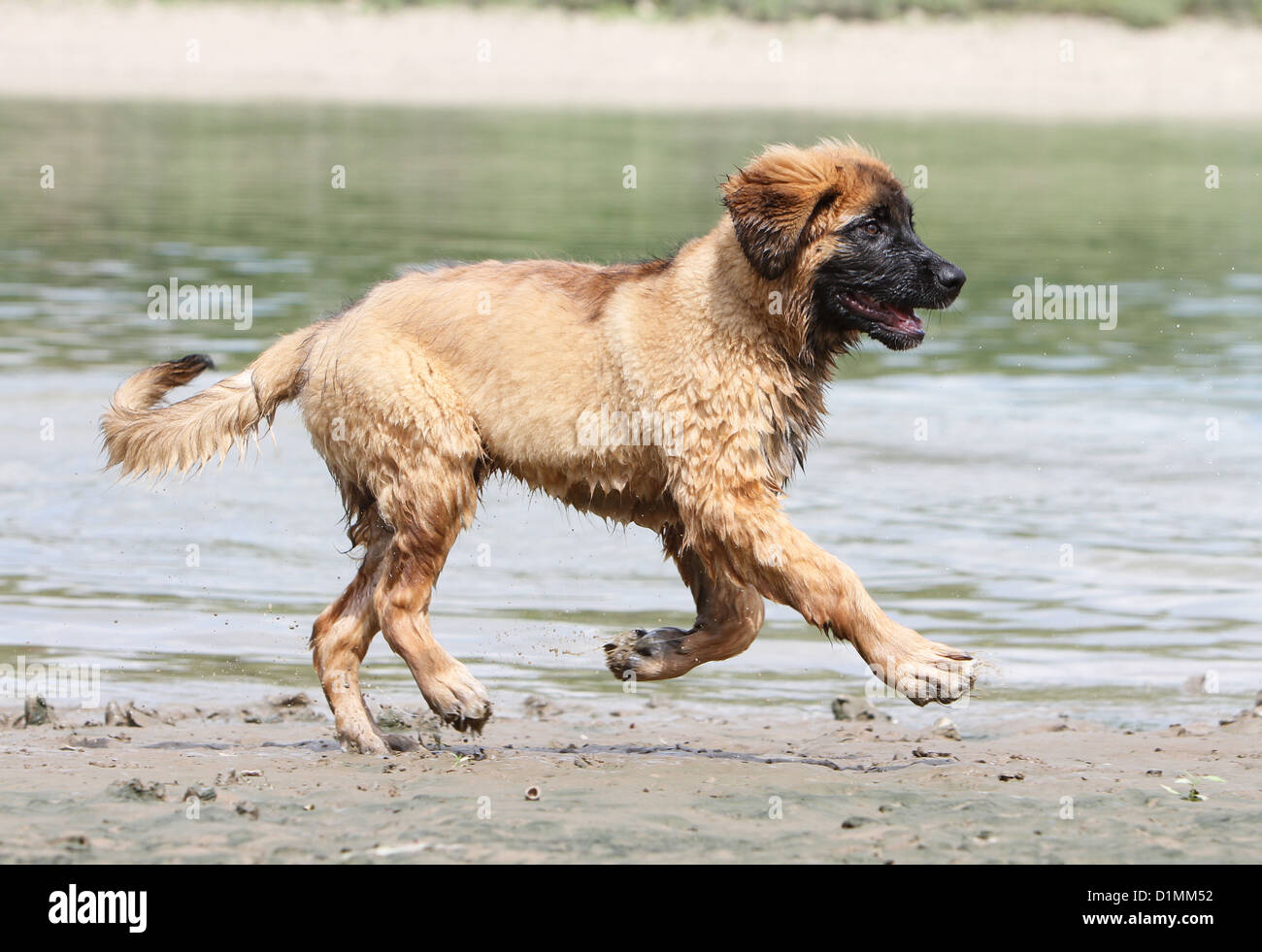 Dog Leonberger puppy running to edge of a lake Stock Photo - Alamy