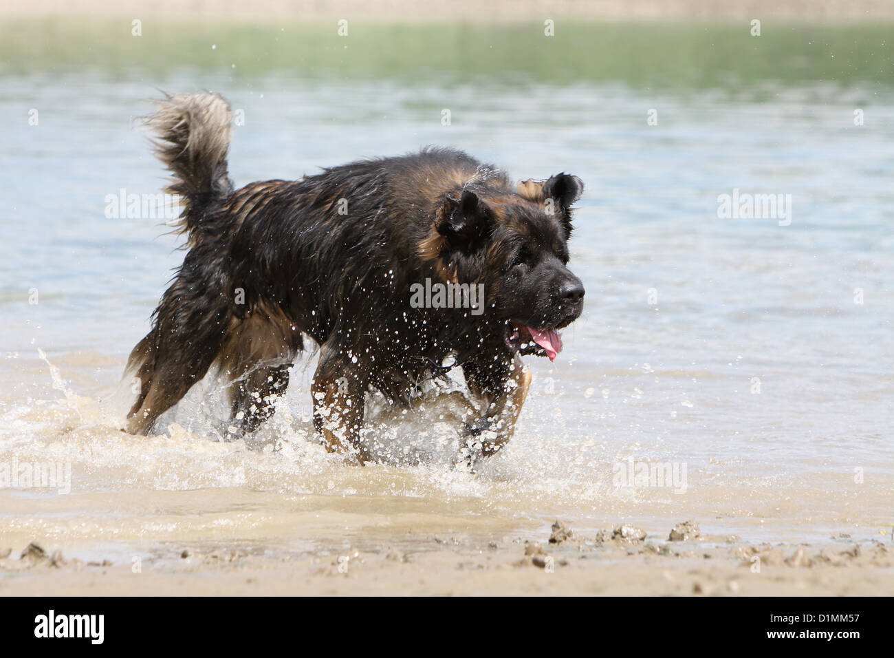 Dog Leonberger adult running in a lake Stock Photo - Alamy