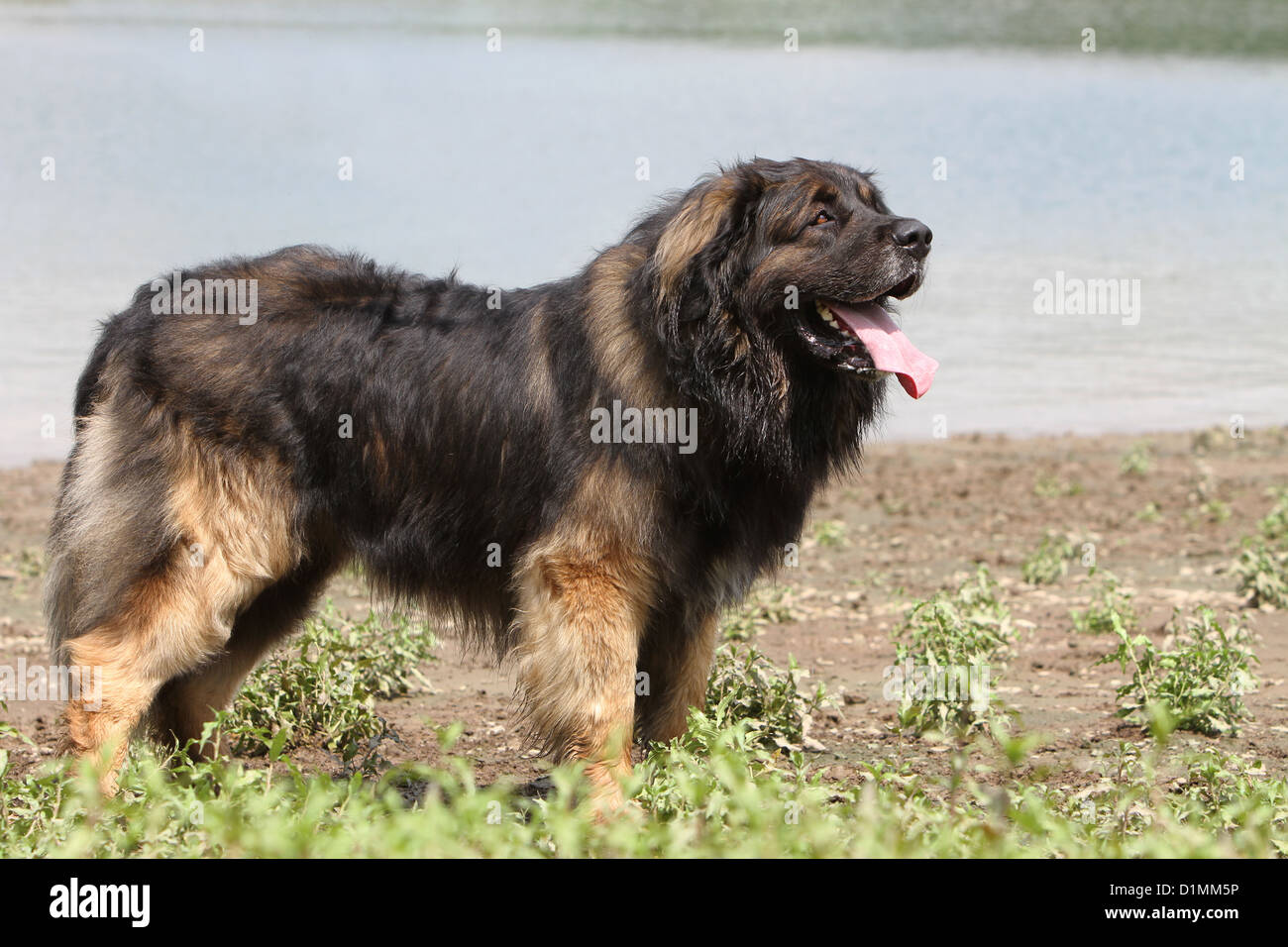 Dog Leonberger adult standard profile in a meadow Stock Photo - Alamy