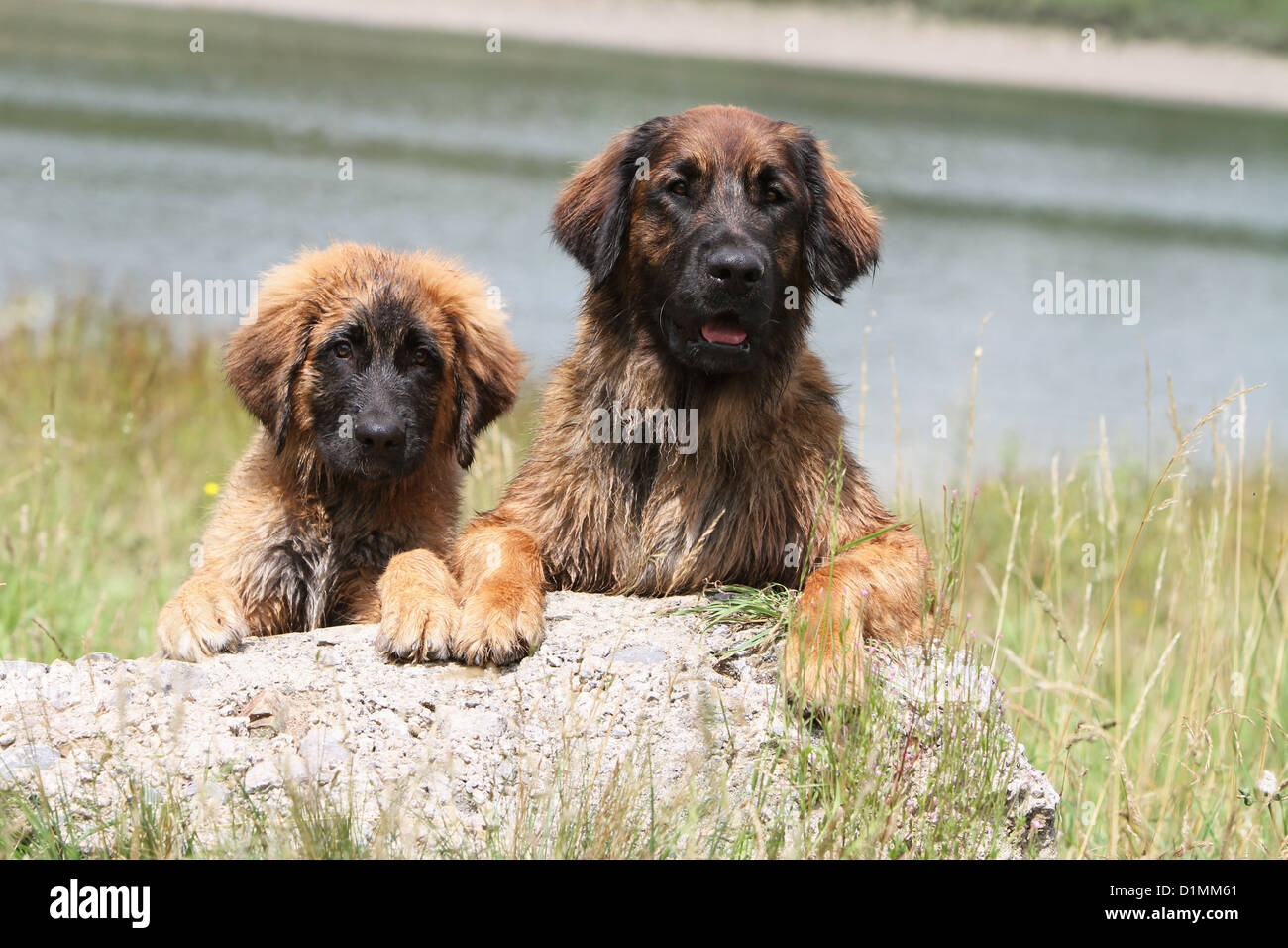 Two puppies on a rock hi-res stock photography and images - Alamy