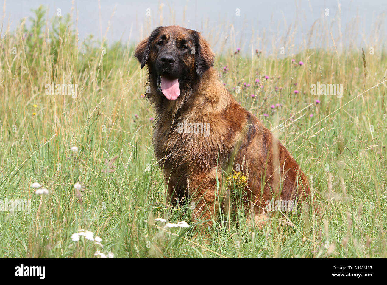 Leonberger lion dogs hi-res stock photography and images - Alamy