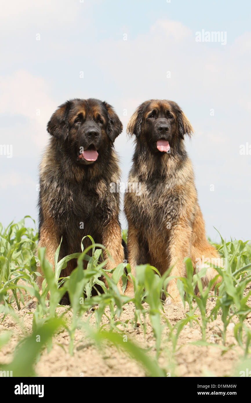 Dog Leonberger two adults sitting in a field Stock Photo - Alamy