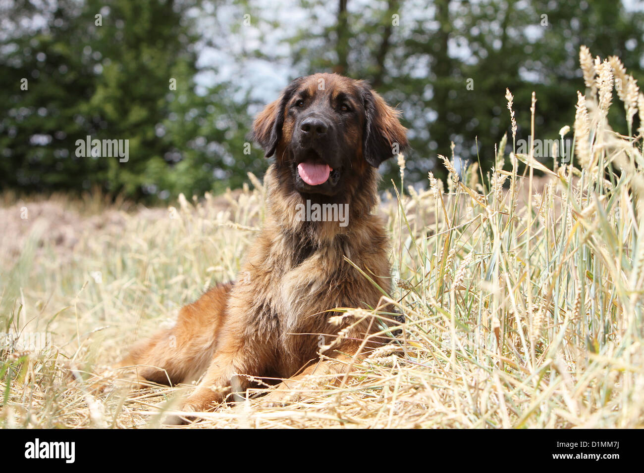 Leonberger lion dogs hi-res stock photography and images - Alamy