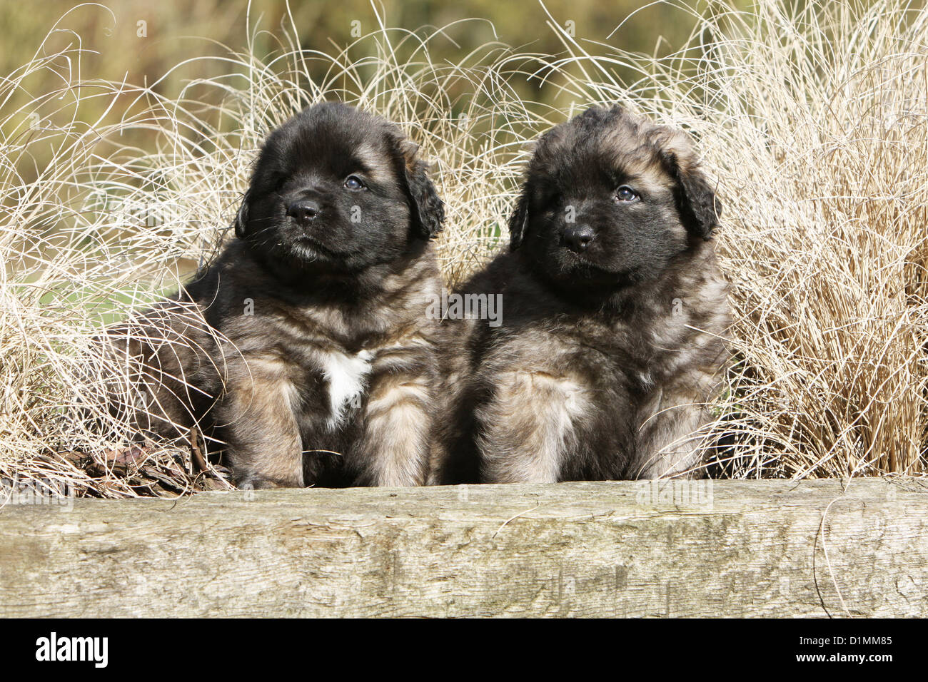 Leonberger hi-res stock photography and images - Alamy