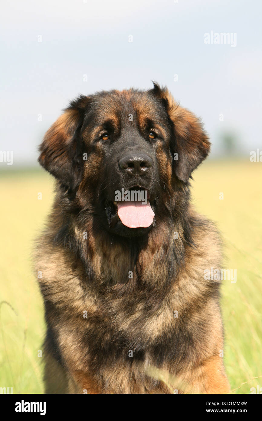Leonberger lion dogs hi-res stock photography and images - Alamy