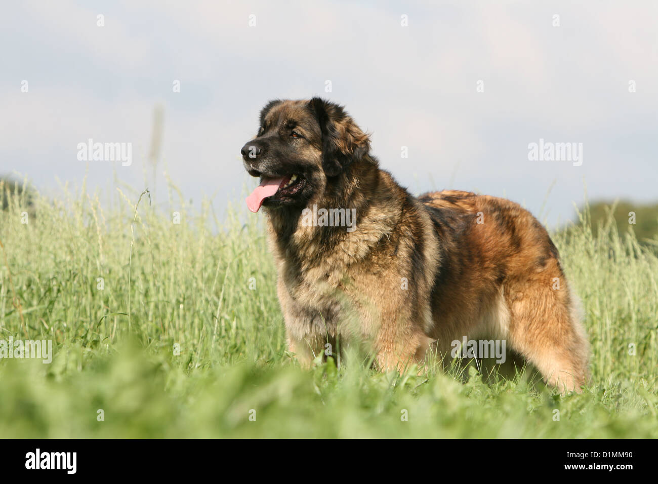 Leonberger lion dogs hi-res stock photography and images - Alamy