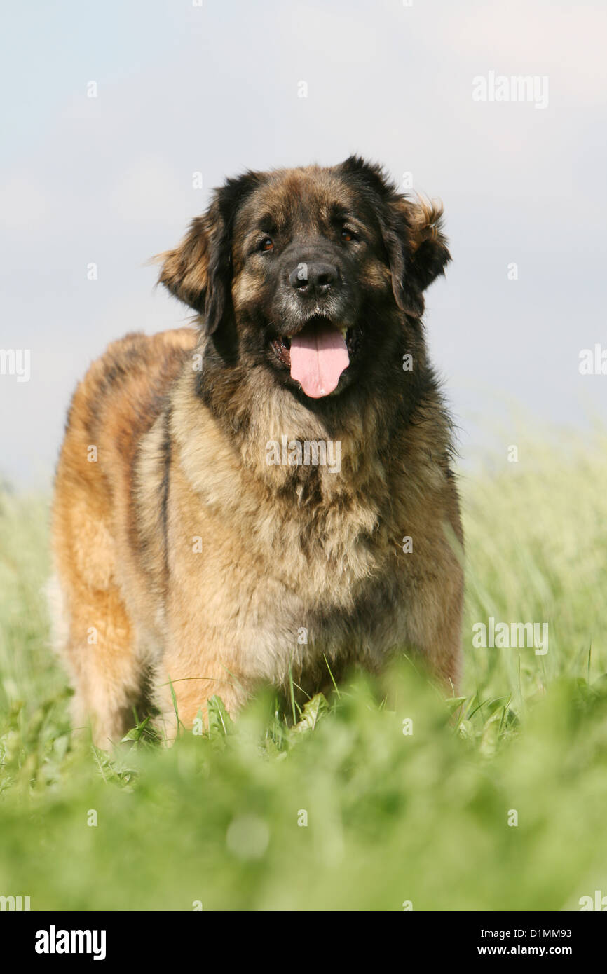 Leonberger lion dogs hi-res stock photography and images - Alamy