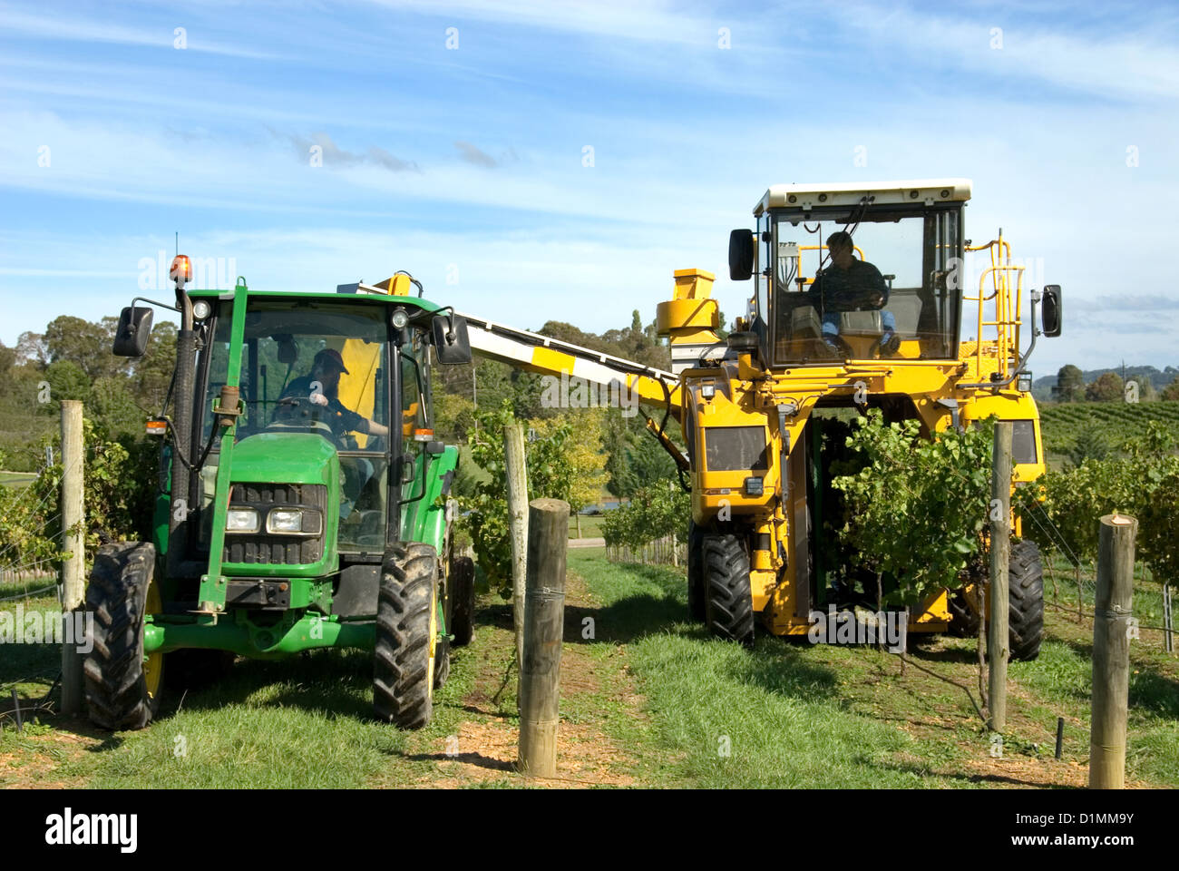 A grape harvester loading freshly picked grapes into a bin on the back ...