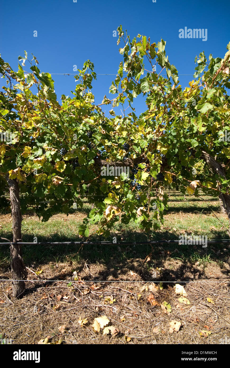 Grapes on a vine ready for harvesting Stock Photo - Alamy