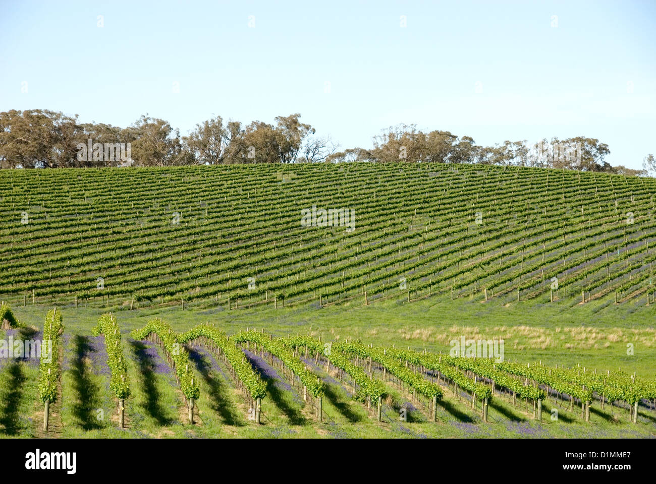 Australia young grapevines rows hi-res stock photography and images - Alamy