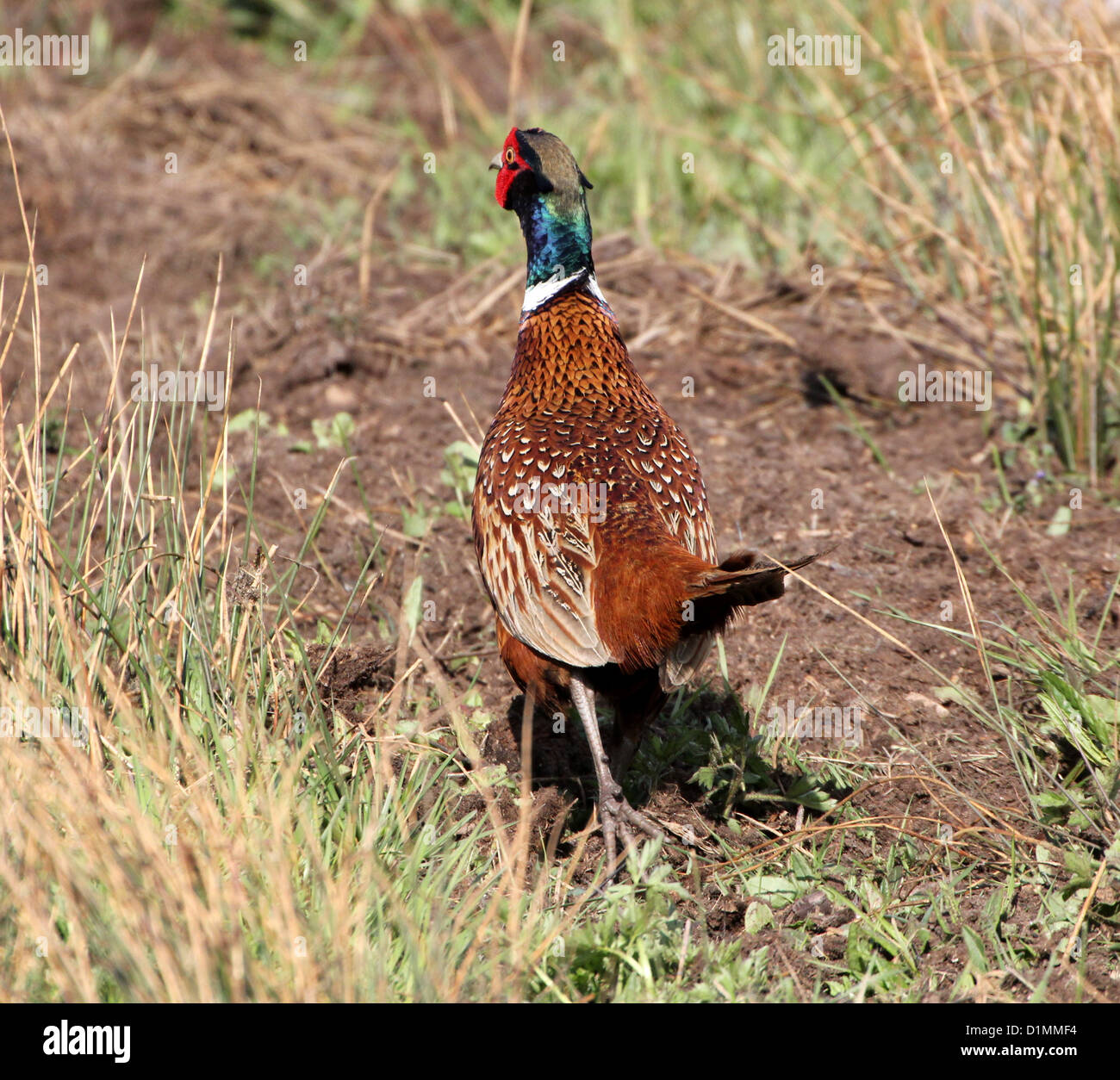 Male European Ring Necked Pheasant (Phasianus colchicus) running away ...