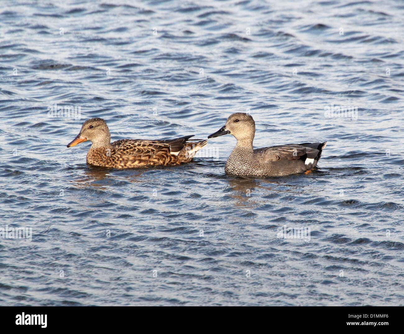 Male and female Gadwall (Anas strepera) swimming together Stock Photo ...