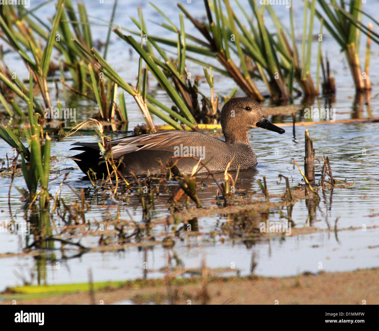 Male Gadwall (Anas strepera) swimming in some marshlands Stock Photo ...