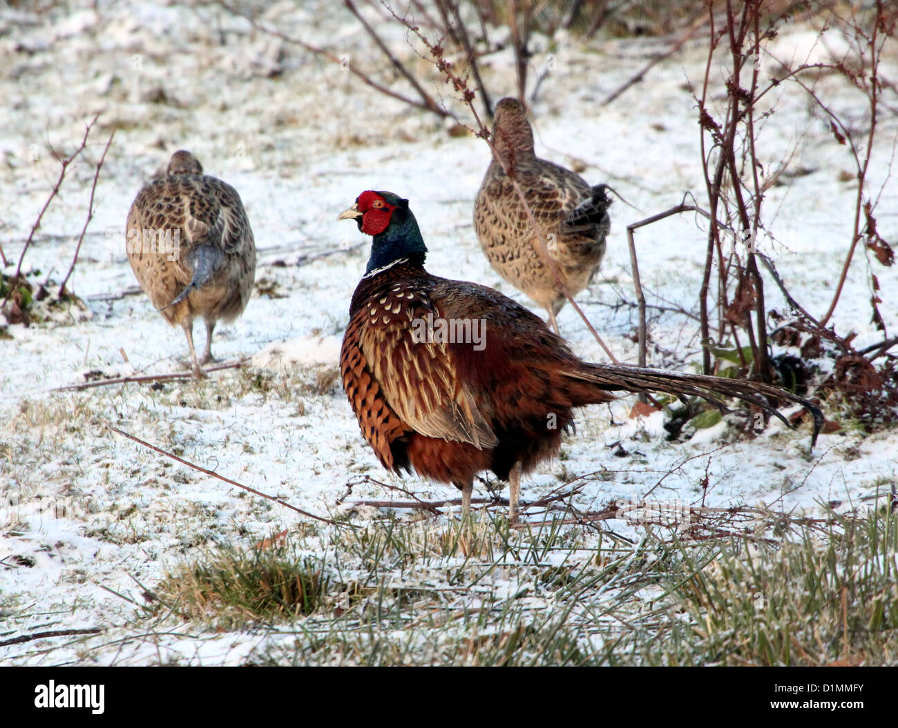 Foraging male and female wild ring-necked Pheasants (Phasianus ...