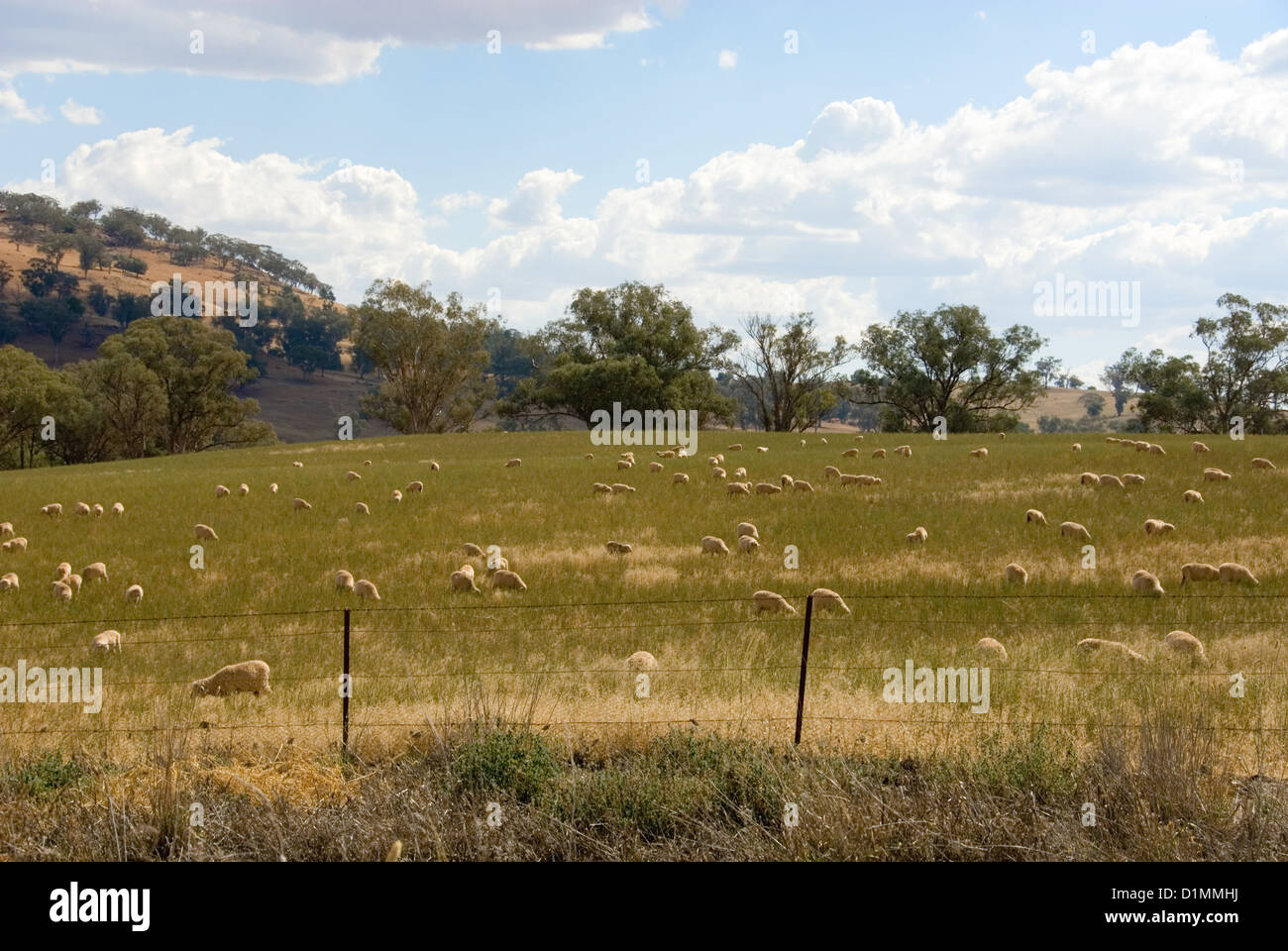 Lamb trees farm animal sheep hi-res stock photography and images - Alamy