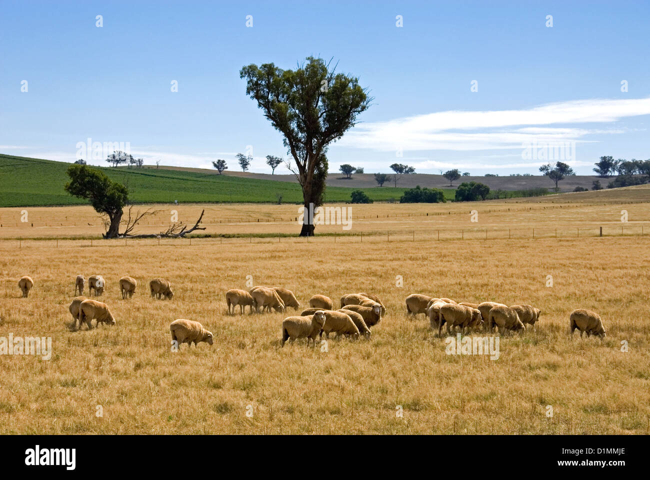 Farm australia sheep hi-res stock photography and images - Alamy