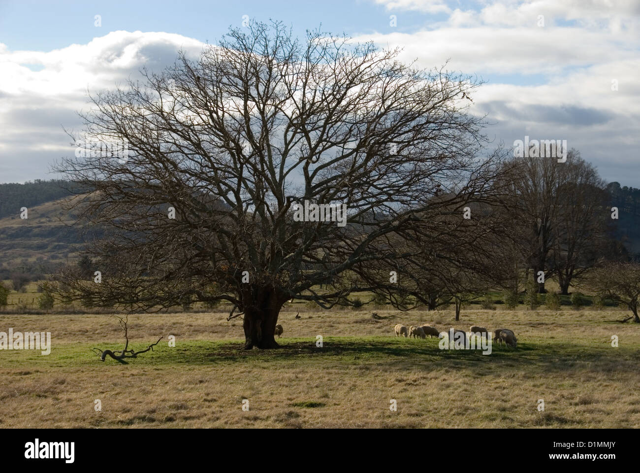 A large oak tree hi-res stock photography and images - Alamy