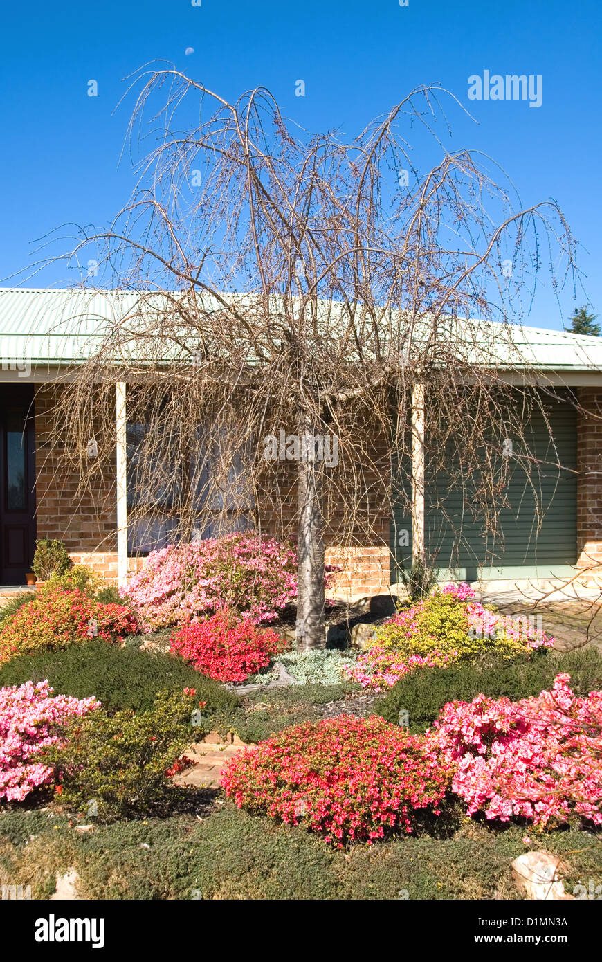 Dwarf Weeping Cherry Tree