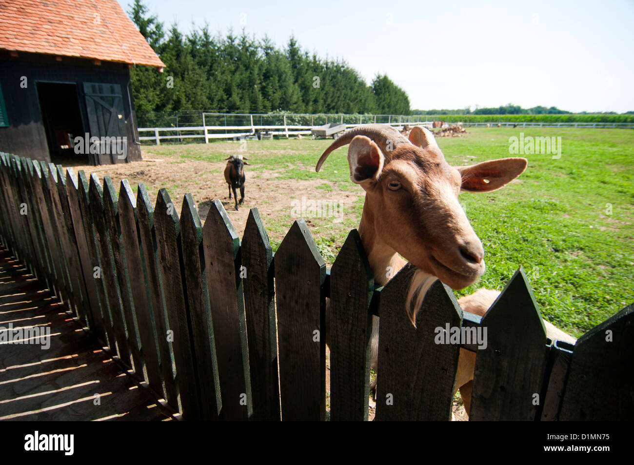 Goat looking over fence hi-res stock photography and images - Alamy
