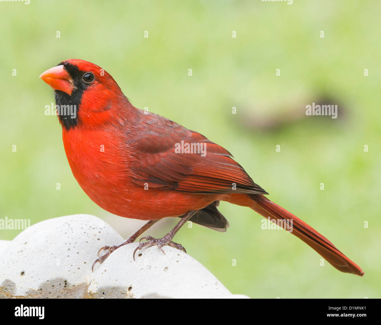 Male cardinal bath hi-res stock photography and images - Alamy