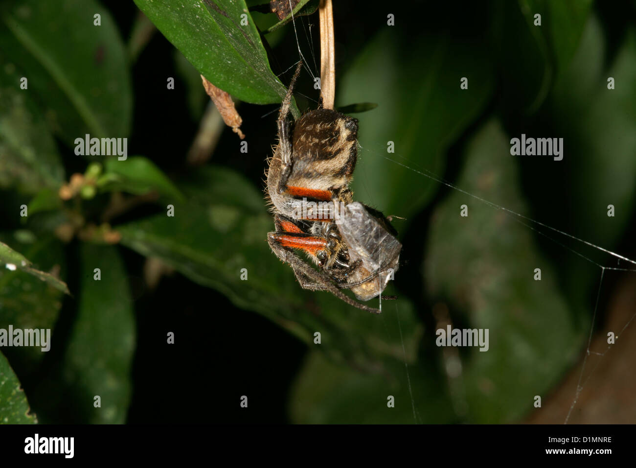 tropical orb spider with prey Stock Photo - Alamy