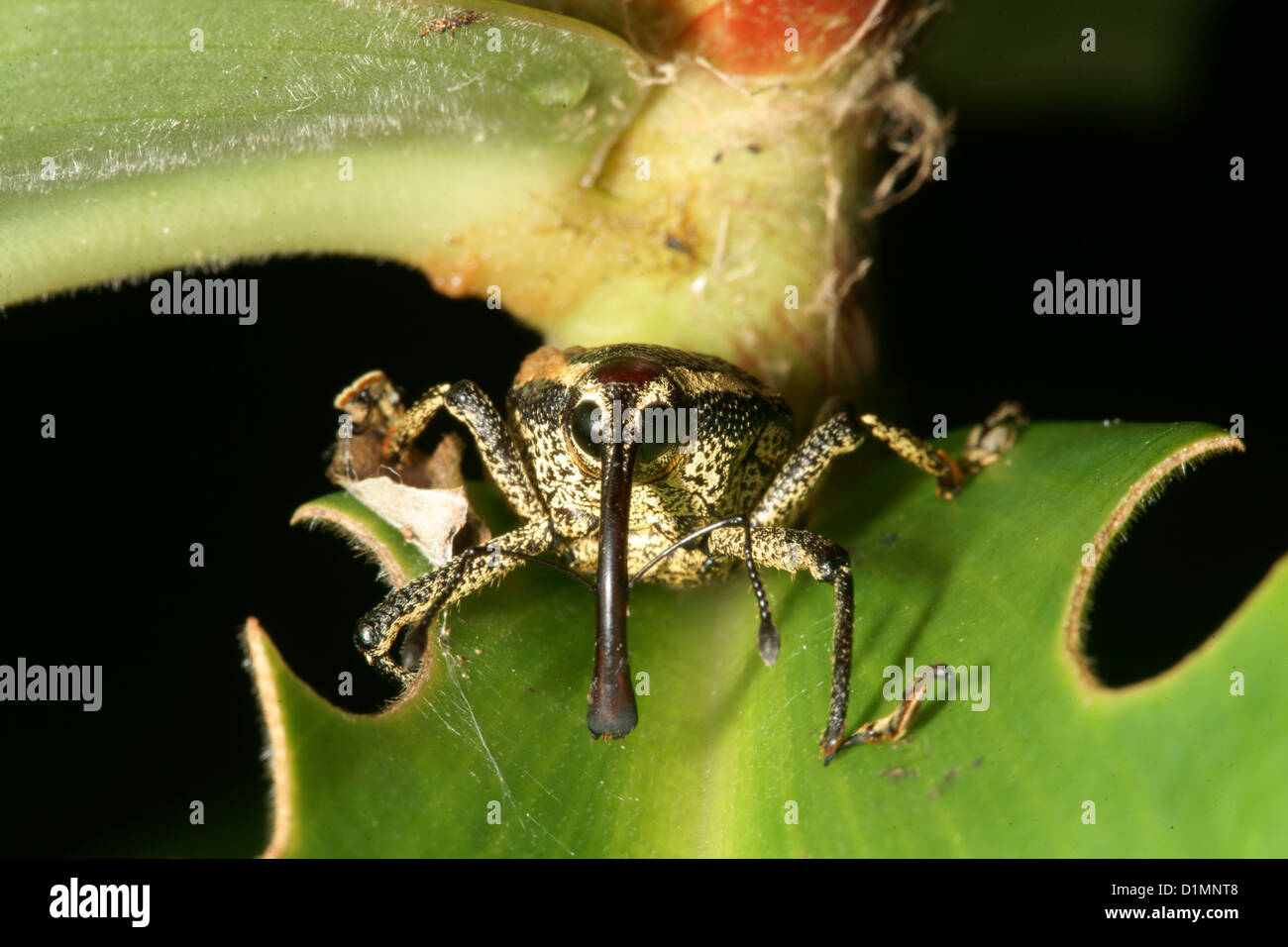 Blue weevil hi-res stock photography and images - Alamy