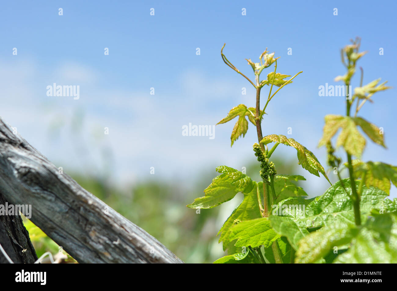 Vine in spring Stock Photo - Alamy