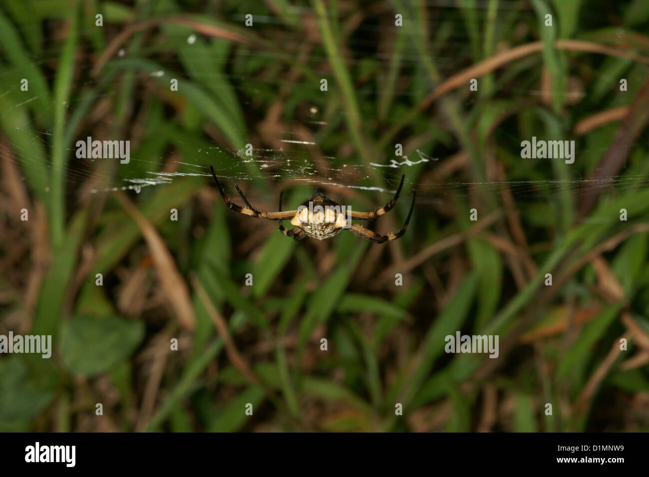 golden writing spider on web Stock Photo - Alamy