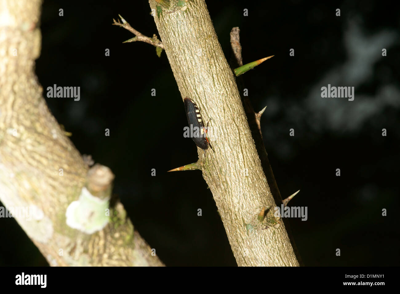 Tree borer beetle on branch Stock Photo - Alamy