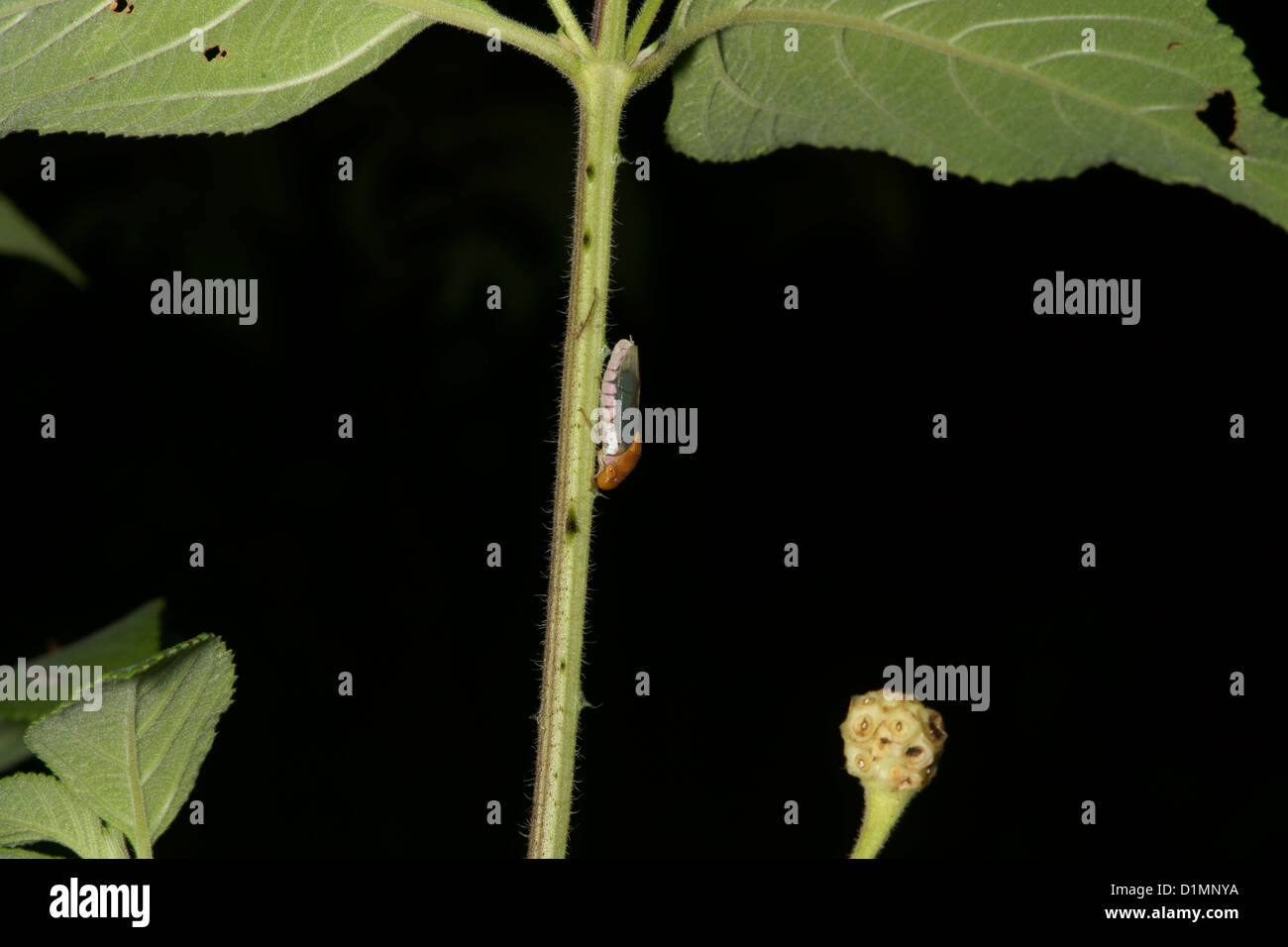 Tree borer beetle on plant stem Stock Photo - Alamy