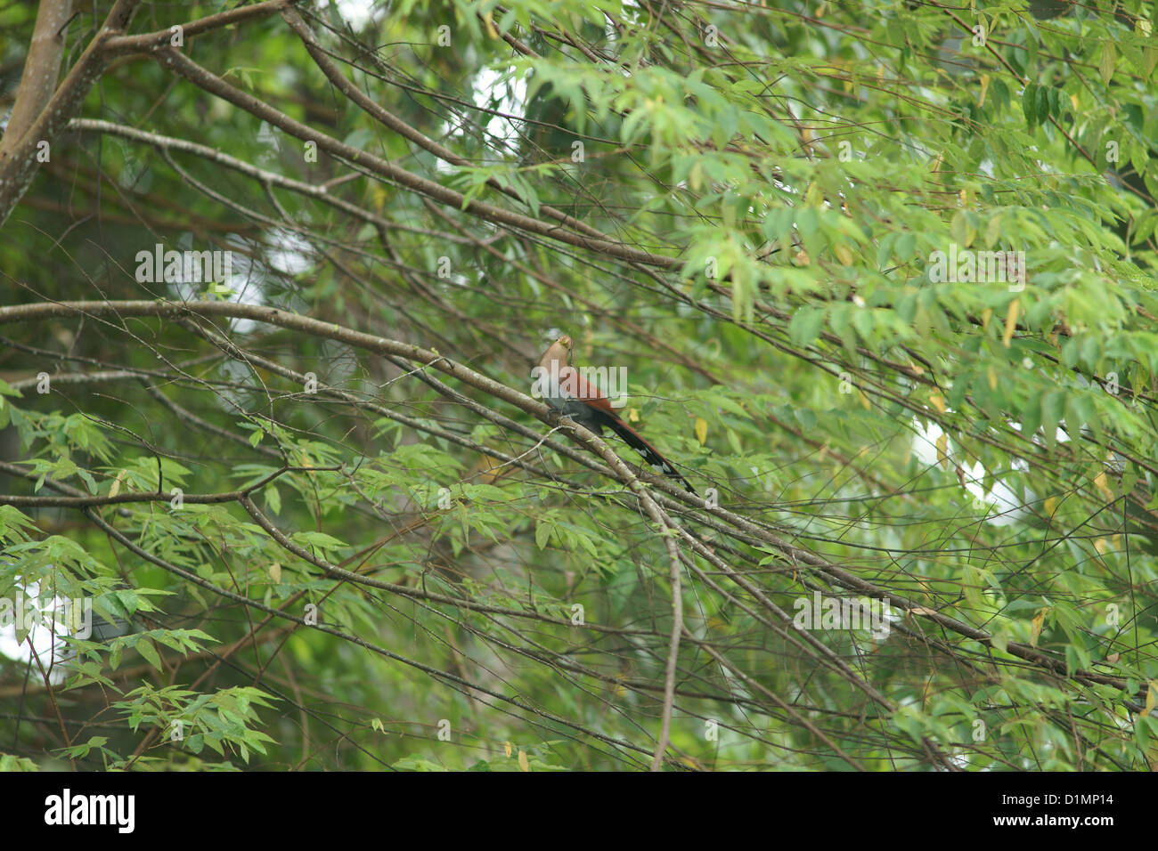Panama squirrel hi-res stock photography and images - Alamy